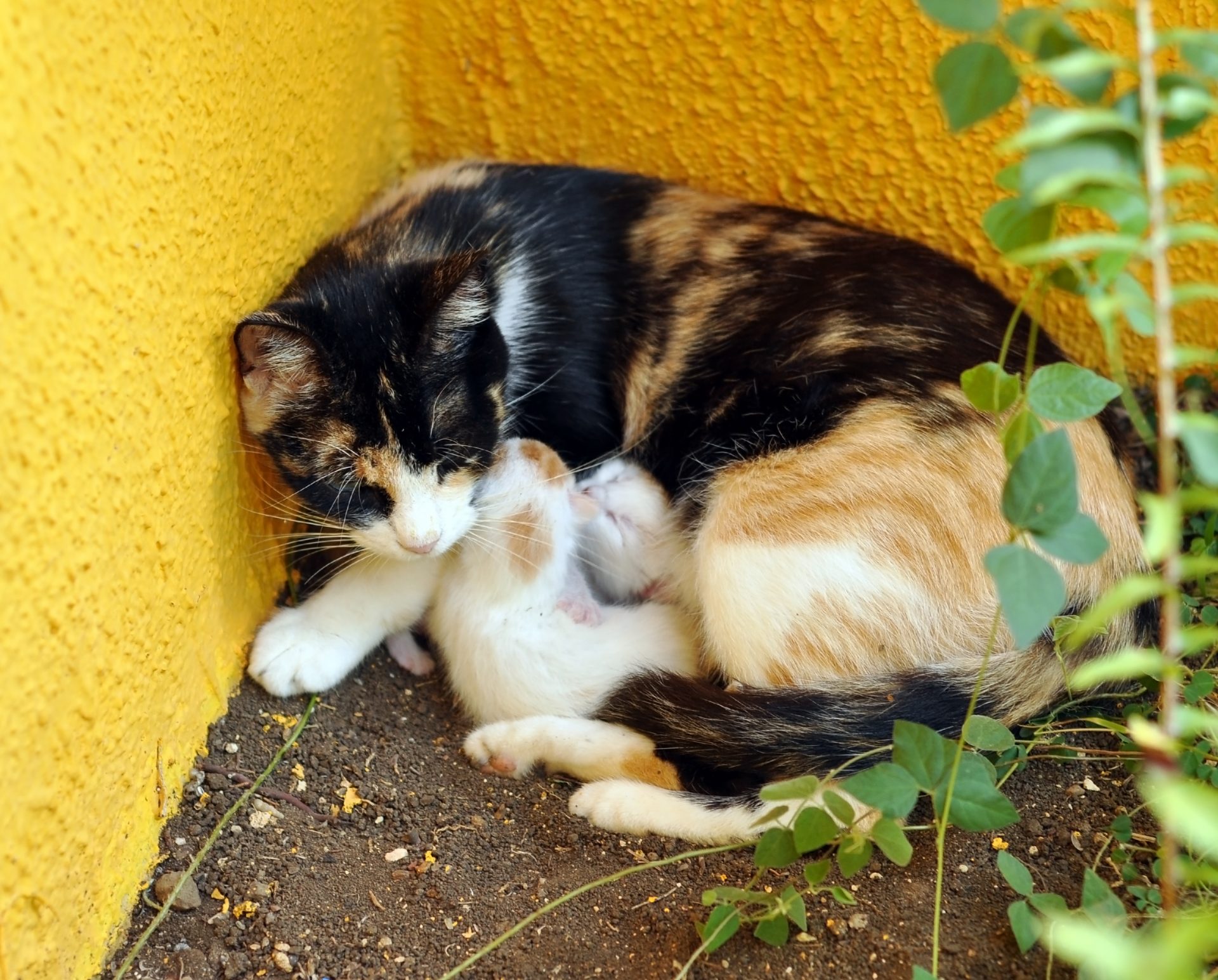 Adopt a Cat from Habitat – Habitat for Cats